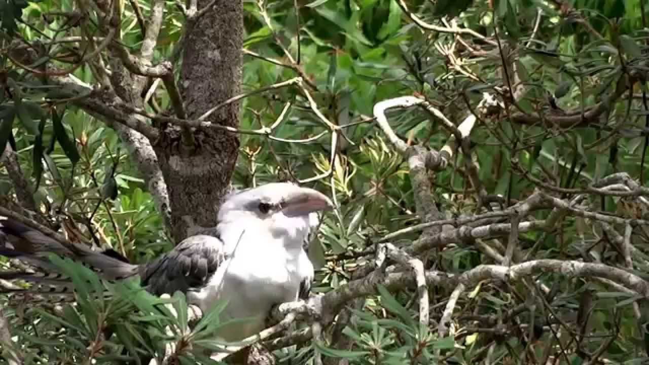 Cuckoo (Channel-billed) fledgling - YouTube