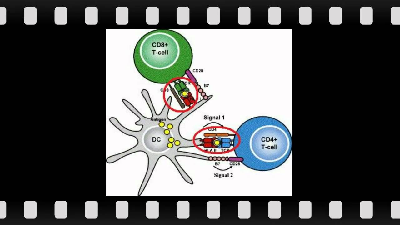 Immunology Project A&T - YouTube