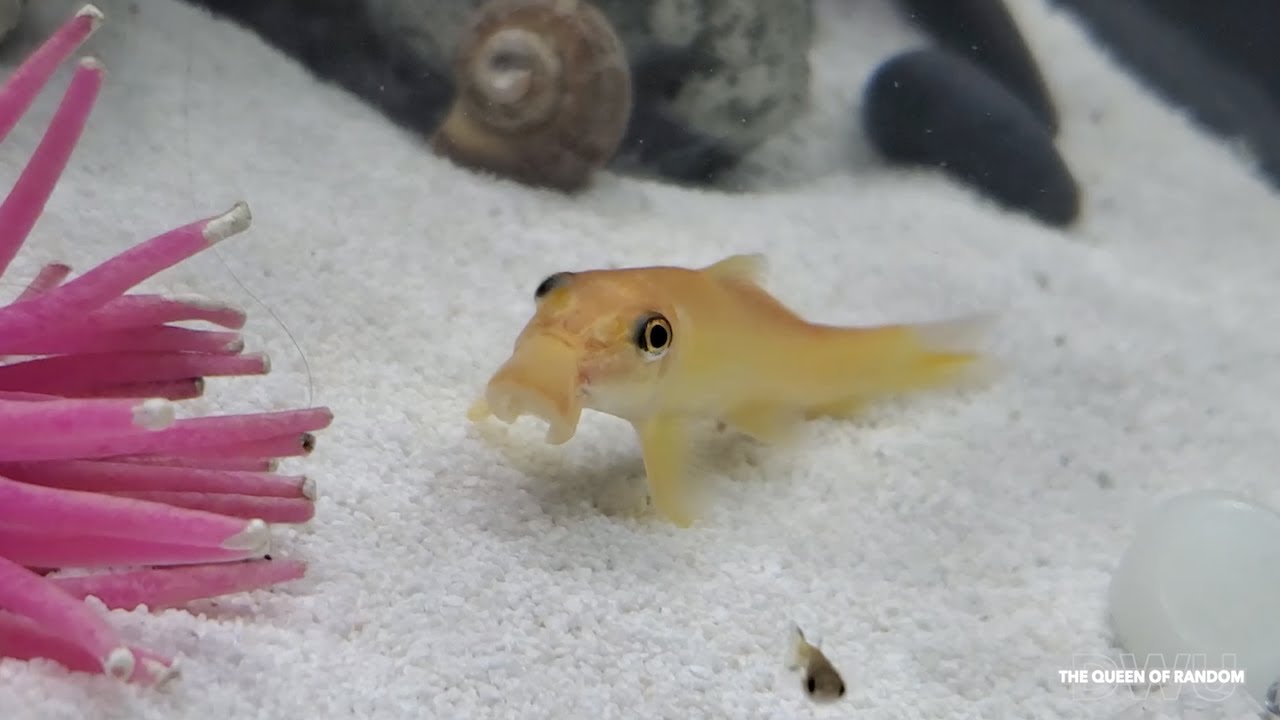 Fish with Personality - YouTube