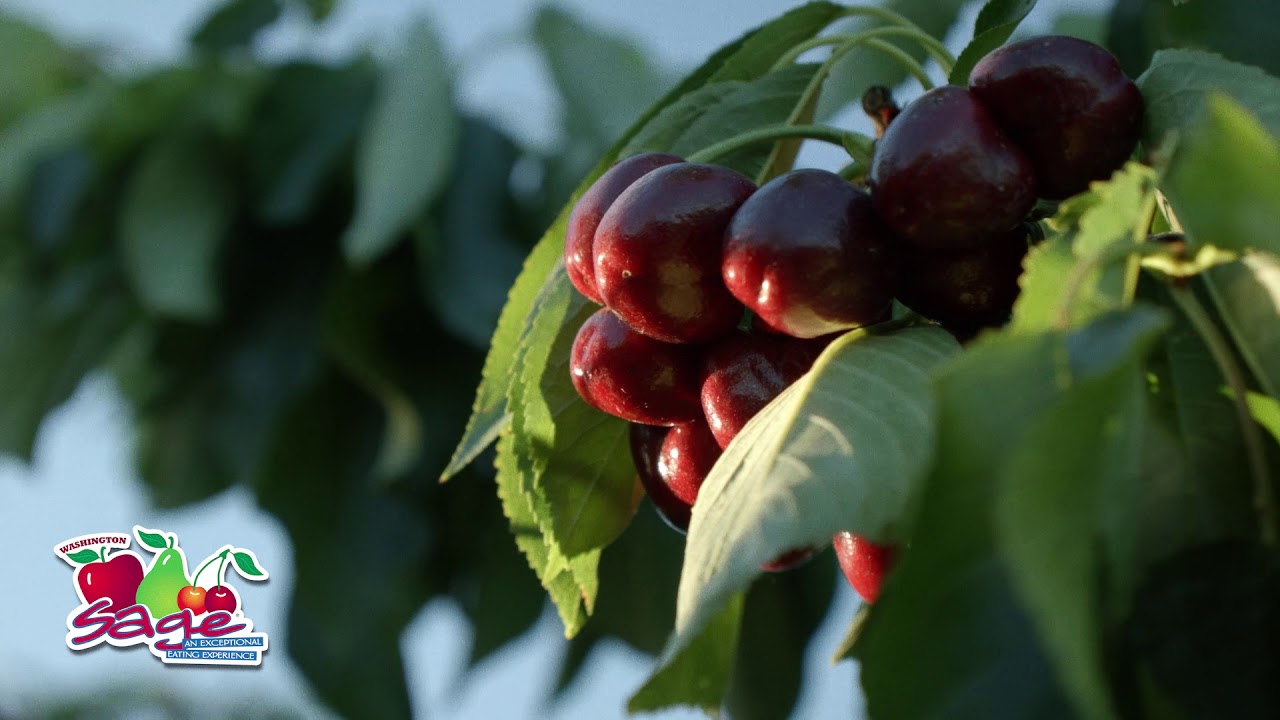 Washington Cherry Orchards - YouTube