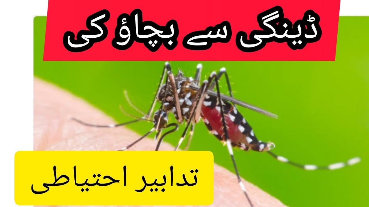 Dengue prevention, prevention of dengue, dengue precautions, dengue ...