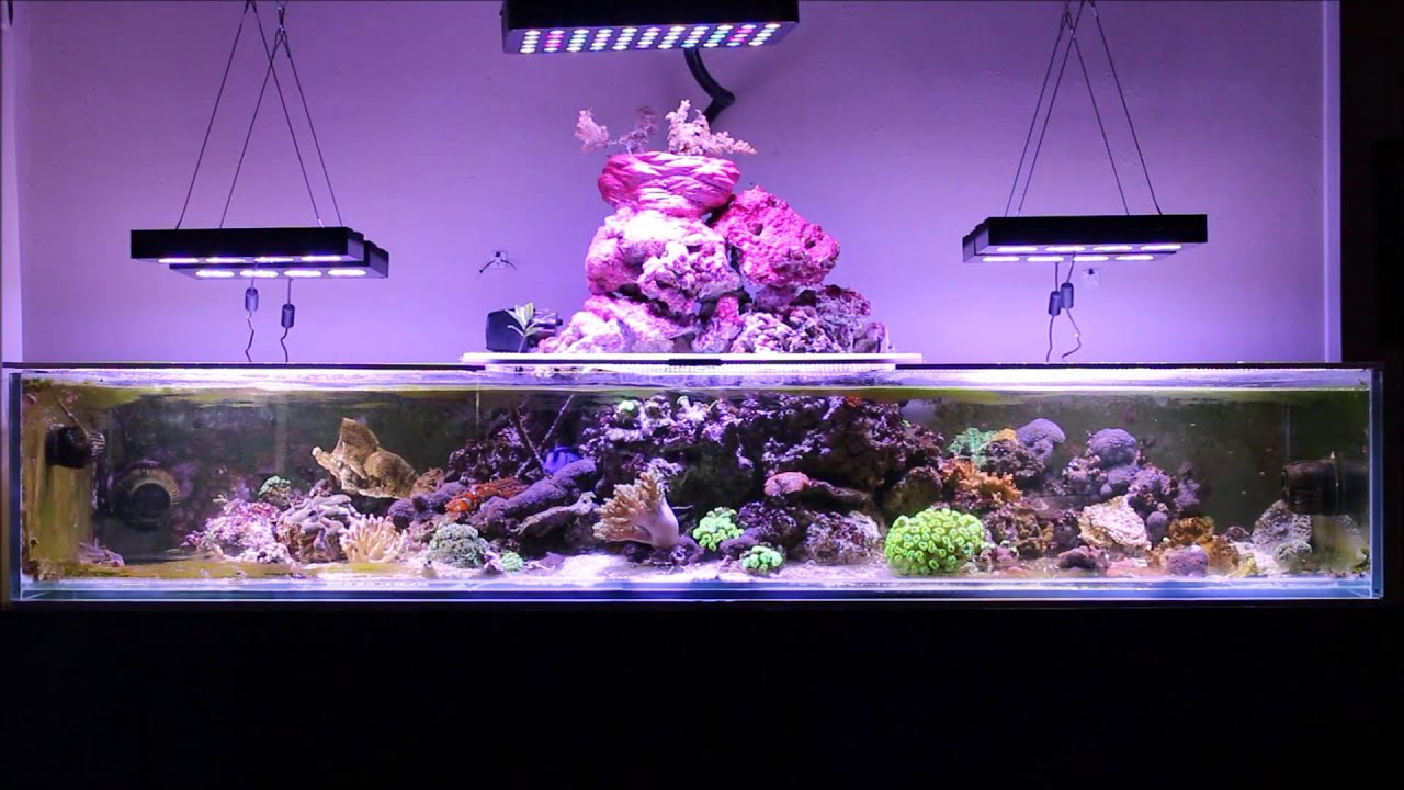 - Tony Nguyen 4x AI Hydra 52 on the Bonsai Island Reef Tank - YouTube