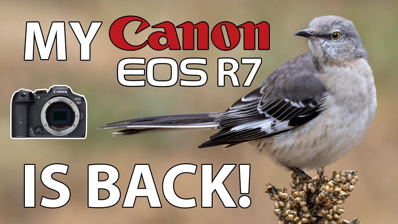 Canon R7 Backyard Bird Photography with RF 100-500 Lens! - YouTube