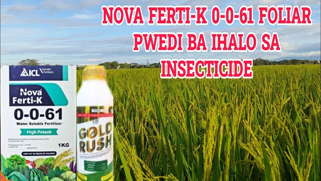 NOVA FERTI-K 0-0-61 FOLIAR FERTILIZER PWEDI BA IHALO SA INSECTICIDE ...