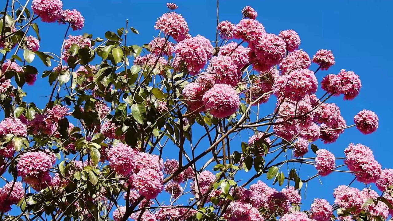 IPÊ ROXO, IPÊ-FLORIDO (HANDROANTHUS IMPETIGINOSUS - TABEBUIA ...