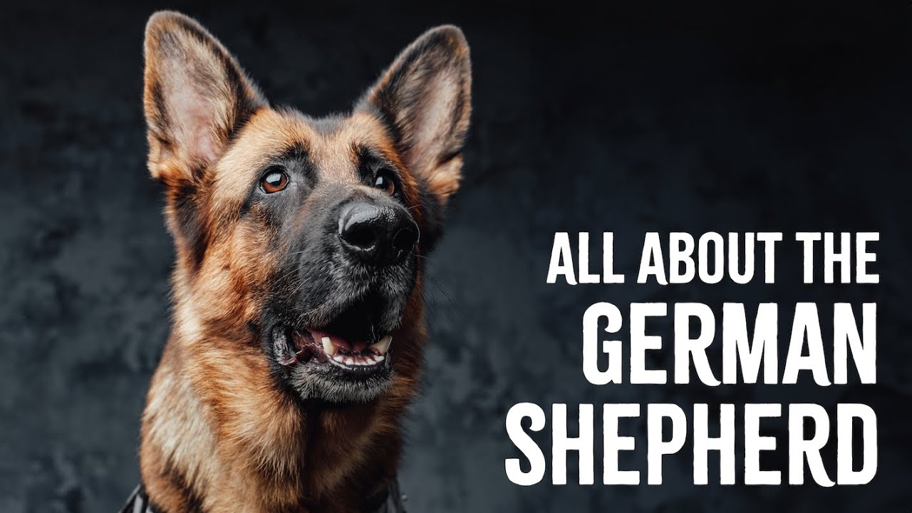 All About The German Shepherd - YouTube