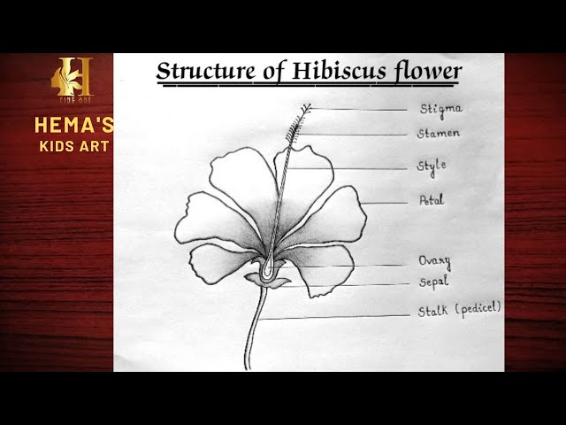 Hibiscus Flower Diagram Hibiscus Flower... Vishwanath Academy