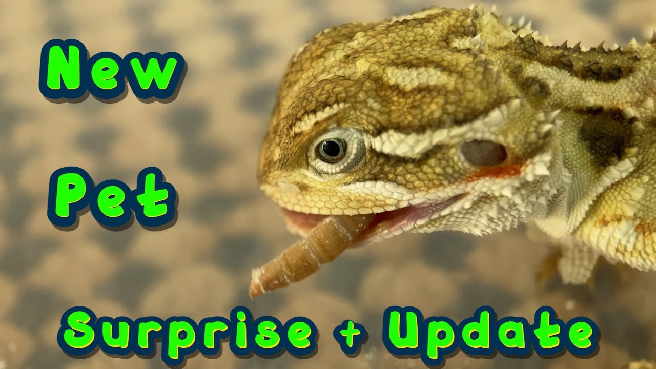 Newest Pet Surprise update on Jumping Spider and Gargoyle Gecko - YouTube