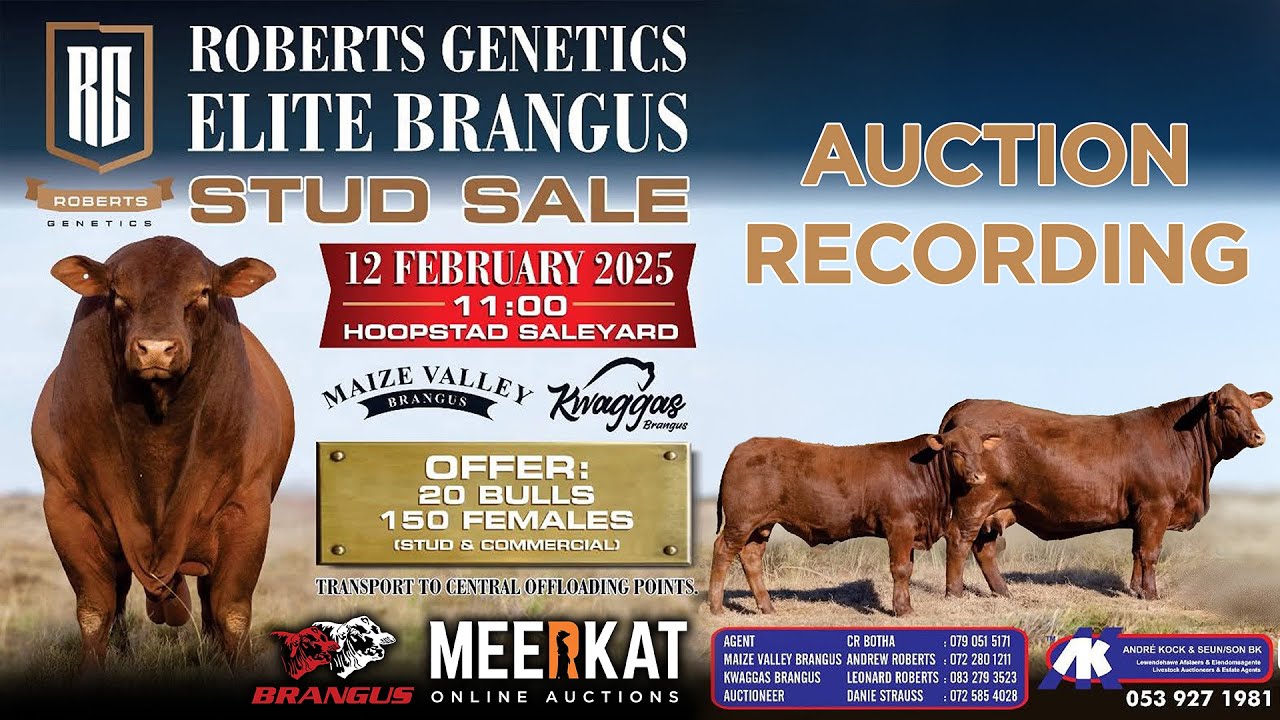 12 February 2025 - Roberts Genetics Elite Brangus Stud Sale - YouTube