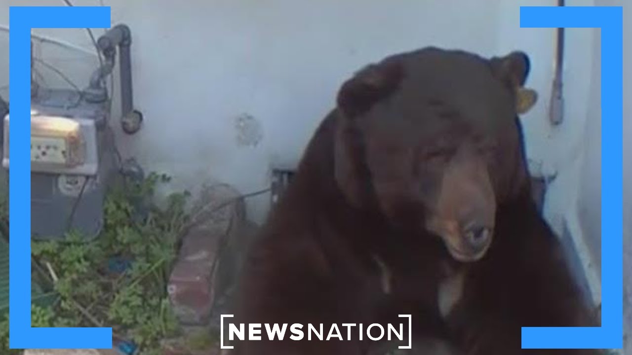 500-pound bear moves into crawlspace of California home | Banfield ...