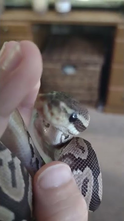 cute ball python (her name is Pretzel) - YouTube