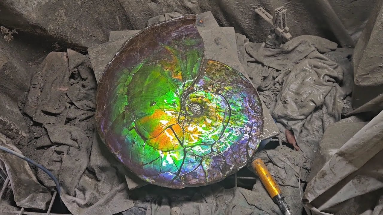 Rare Rainbow Ammonite Fossil! - YouTube