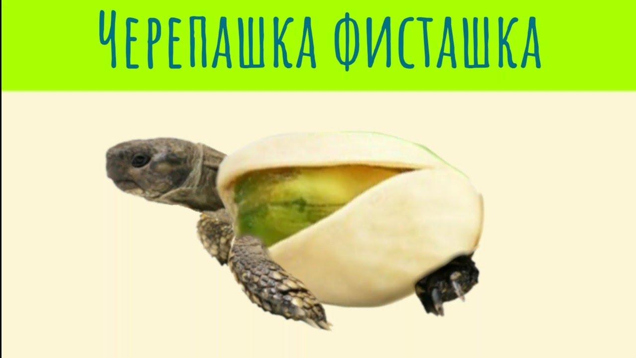 ЧЕРЕПАШКА ФИСТАШКА/TURTLE PISTACHIO 🐢 - YouTube