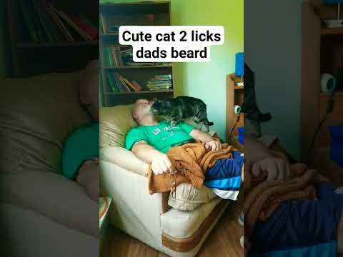Cute cat 2 licks dad's beard #viral - YouTube