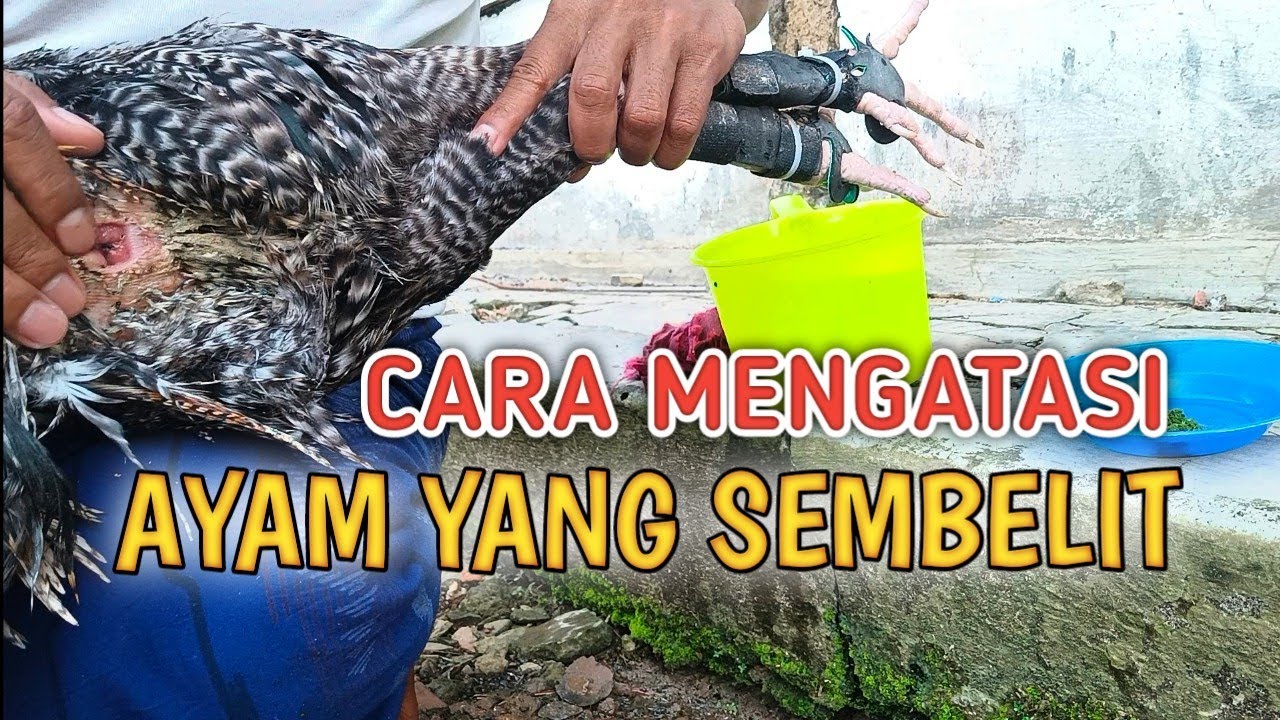 Cara Mengatasi Ayam Yang Sembelit | Berak Darah | Peternak Pemula ...