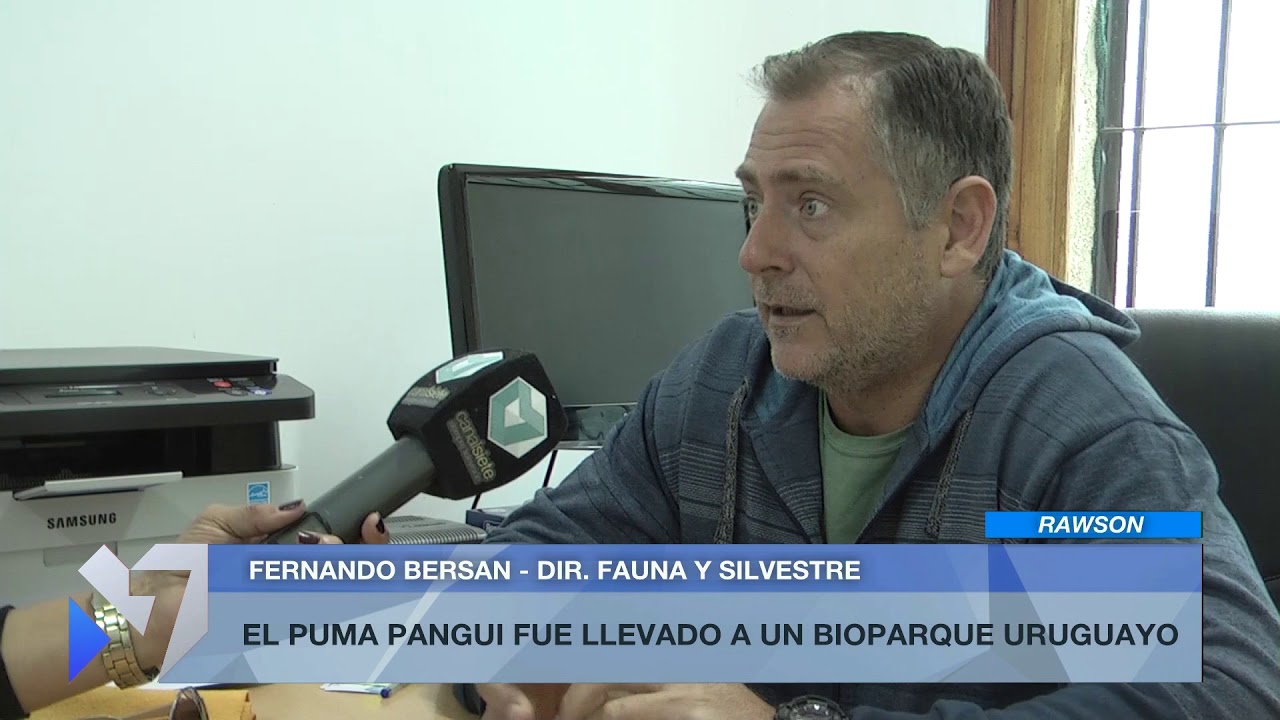 El puma "Pangui" fue trasladado de Trelew a un bioparque uruguayo - YouTube