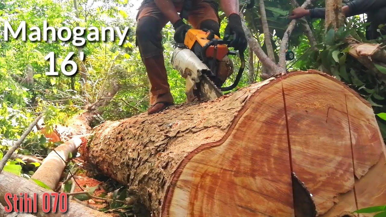 Cut the haft century old Mahogany||Totordz Tv - YouTube