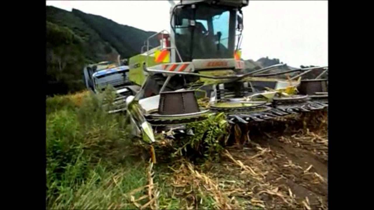 Maize harvest nz Neven Granich - YouTube