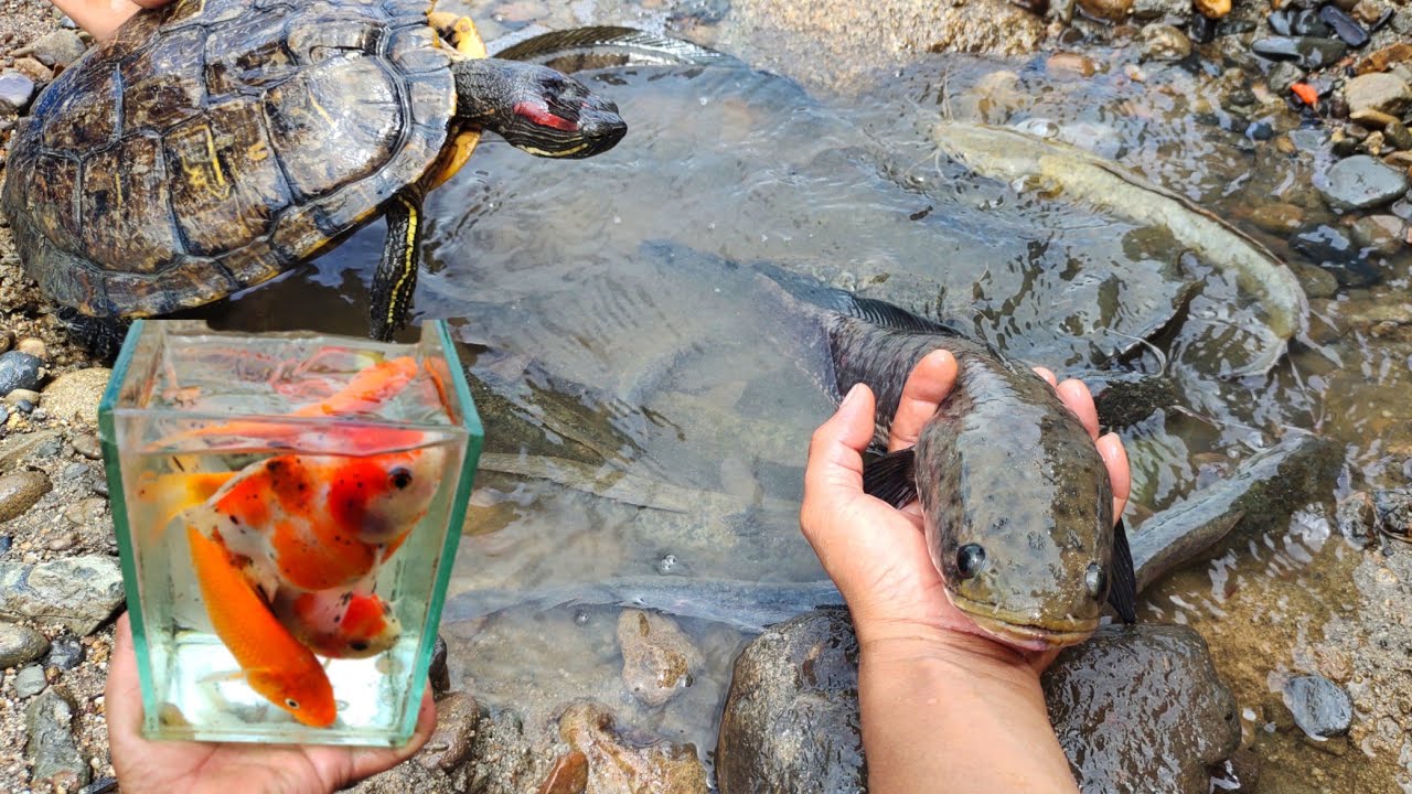 Find large toman fish, ornamental fish, goldfish, catfish, betta fish ...