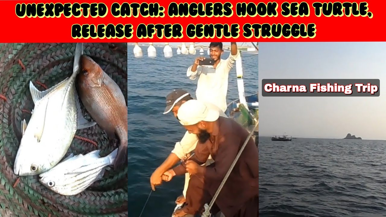 Unexpected Catch: Anglers Hook Sea Turtle, Release After Gentle Struggle.Charna Fishing Trip ...