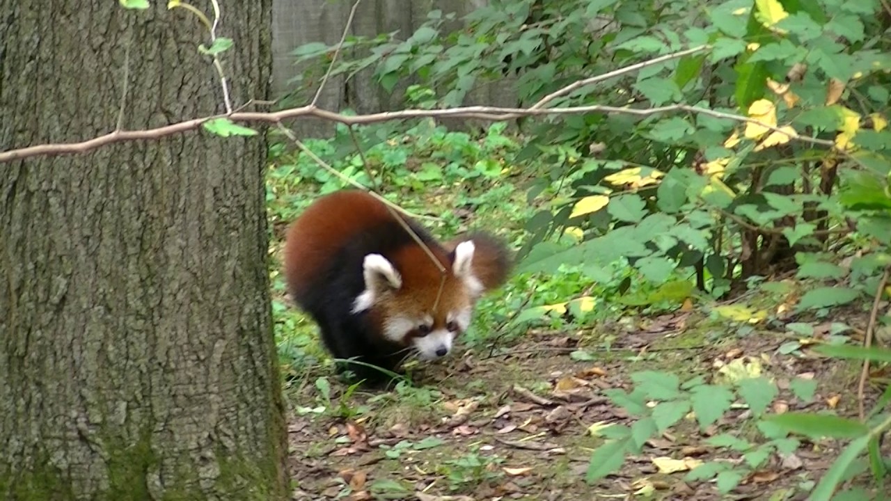 Red Panda Pounce - YouTube