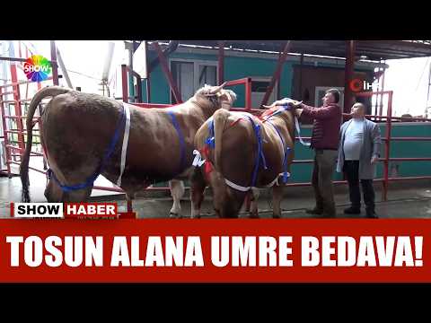 Surprise campaign on sacrificial animals!