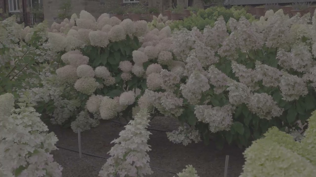 Sigma BF Camera Sample Video