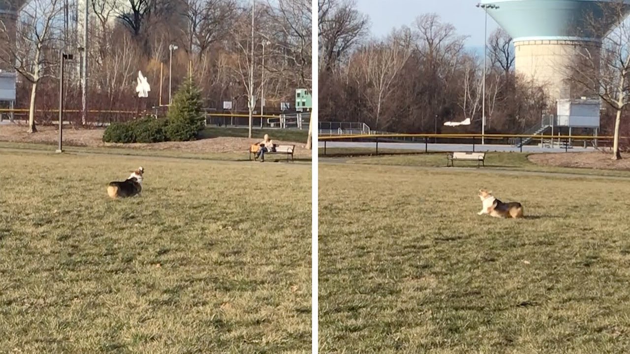 Playful Corgi Chases Flying Drone - YouTube