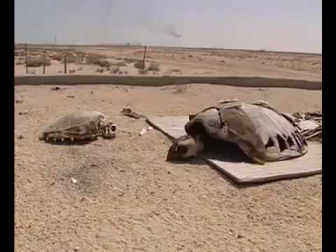 Turtle Conservation at RassLafan | Ras Gas Qatar on Al Jazeera News ...