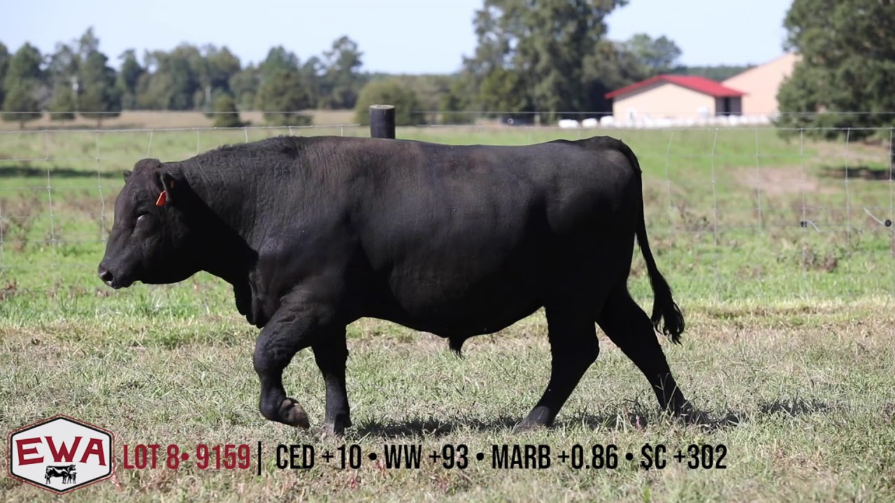 Edgewood Angus Fall 2020 Bull Sale- Lot 8 - YouTube