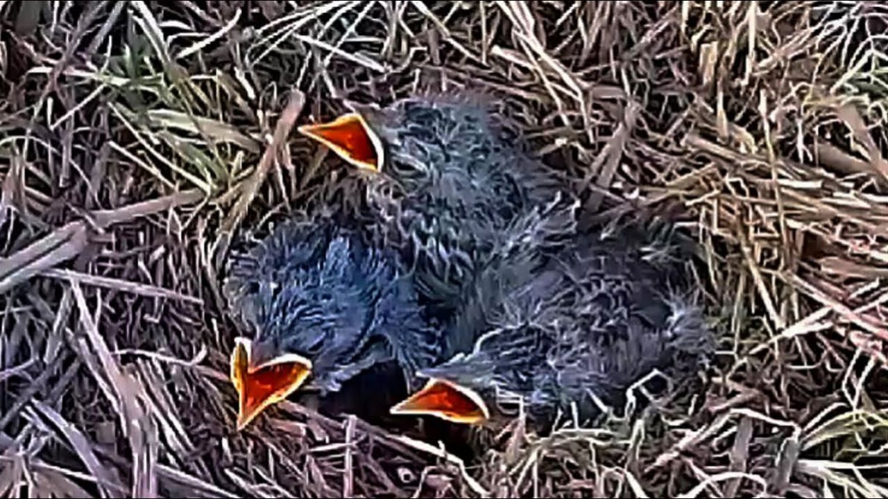 African pipit Baby birds in the nest waiting for their mother to find ...