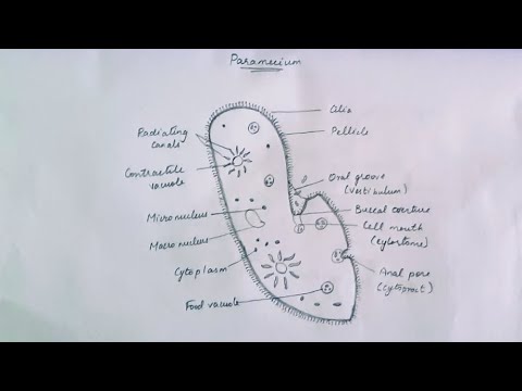How to draw Paramecium - YouTube