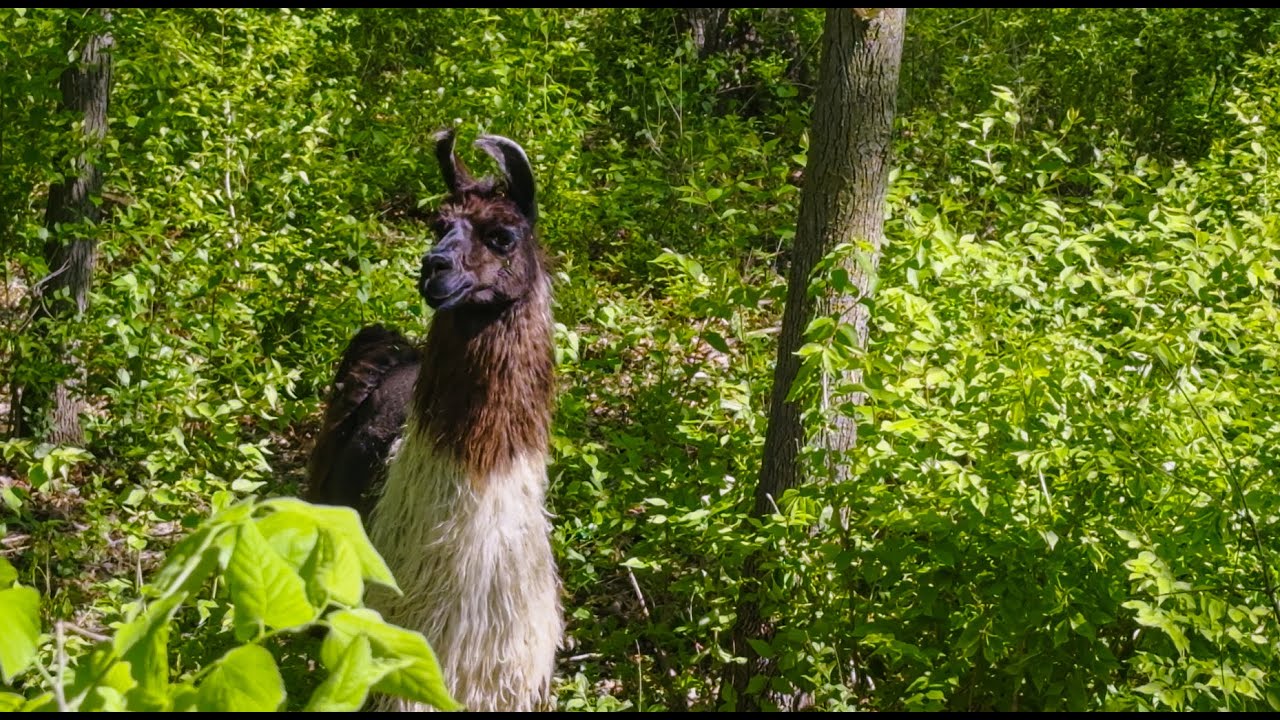 Prescribed Grazing: Rehabilitating Nature with Nature - YouTube