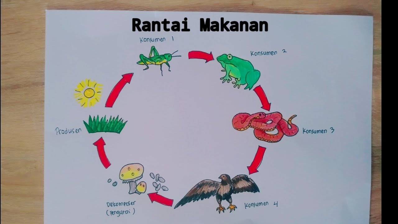 Cara Menggambar Rantai Makanan Pelajaran IPA SD - YouTube