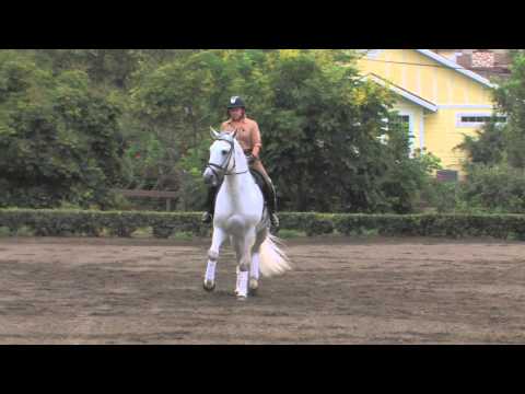 First Level Dressage