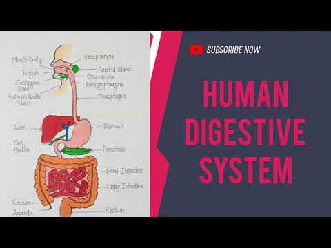 How To Draw Human Digestive System Labelled Diagram For Class 10th ...
