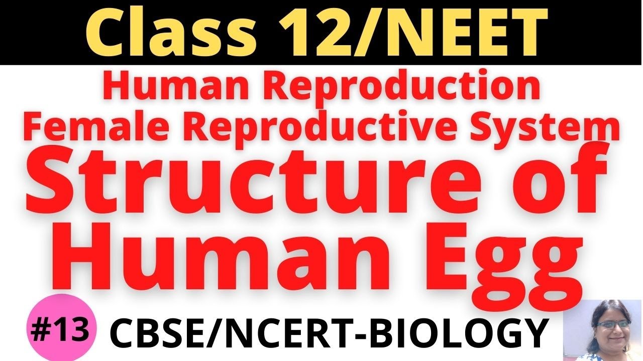 Structure of Human Egg-Female Reproductive System-Human Reproduction ...