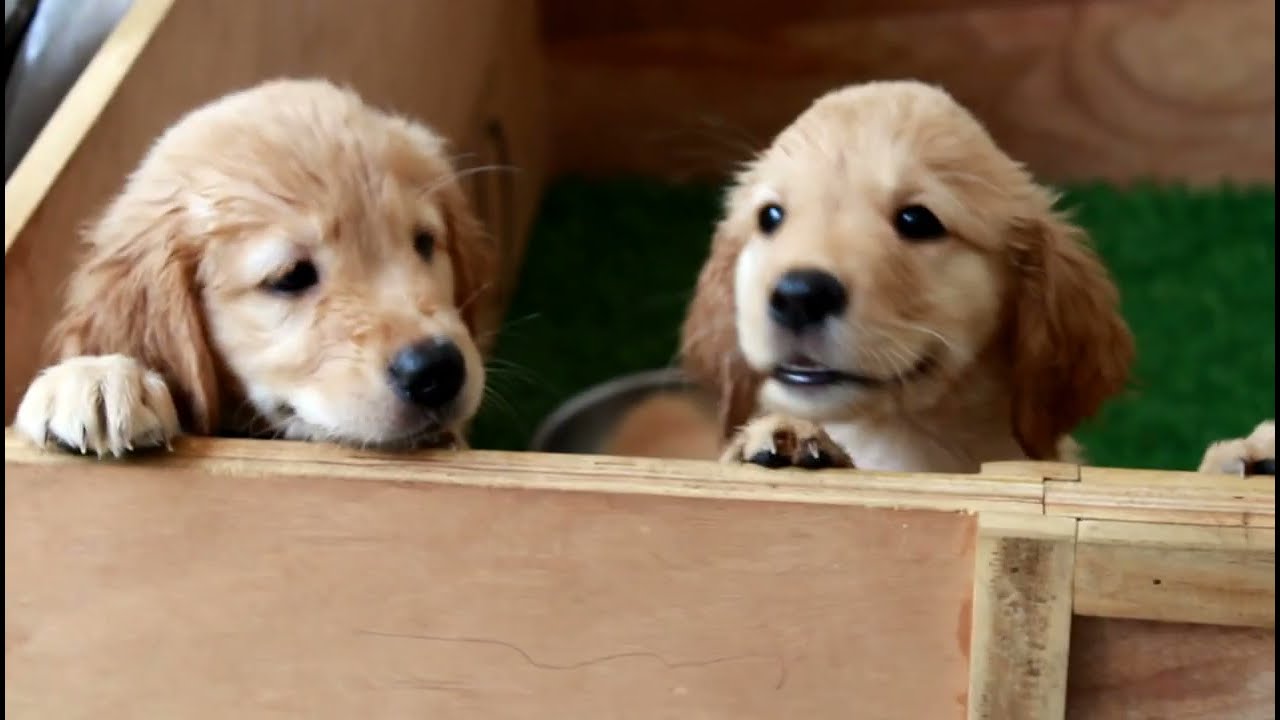 Funniest and cutest Labrador and Golden Retriever Puppy - YouTube