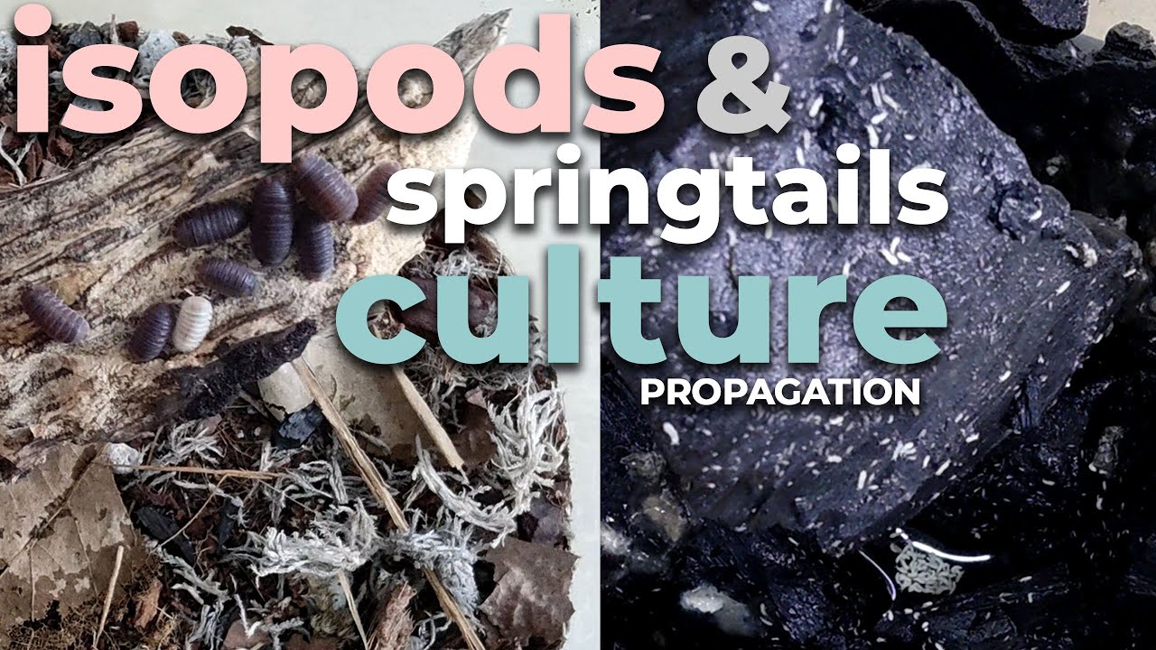 My Isopods & Springtails culture - YouTube