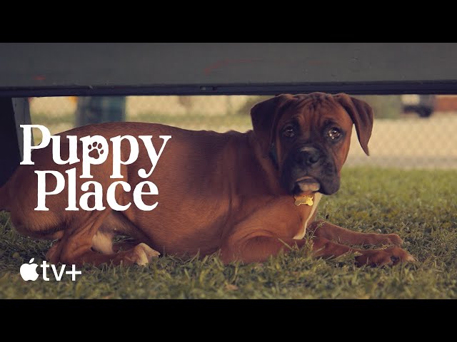 Jake De Hond Puppy's Tv