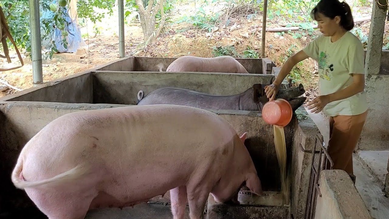 My Farm, Caring for Pigs and Chickens, Country Life. (Episode 53 ...