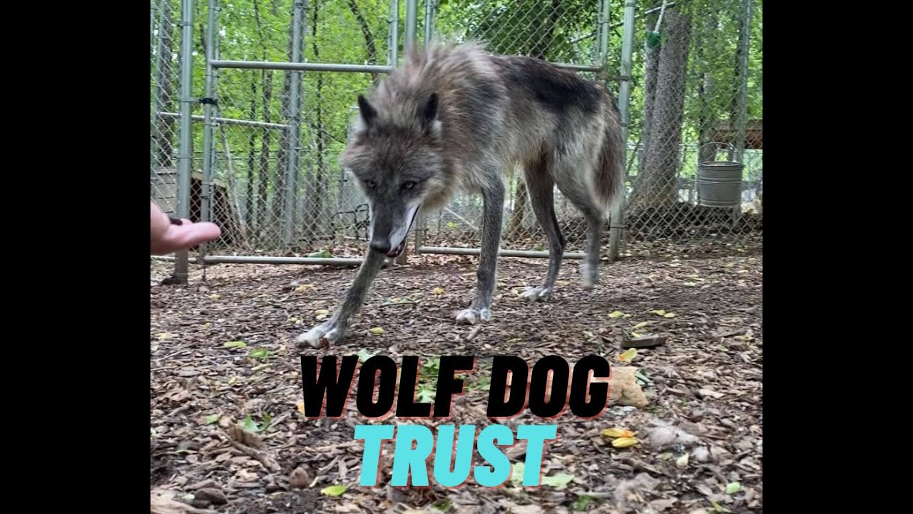 Will a Skittish Wolf Dog Trust me? | Bonding and Friendship | Lupine ...