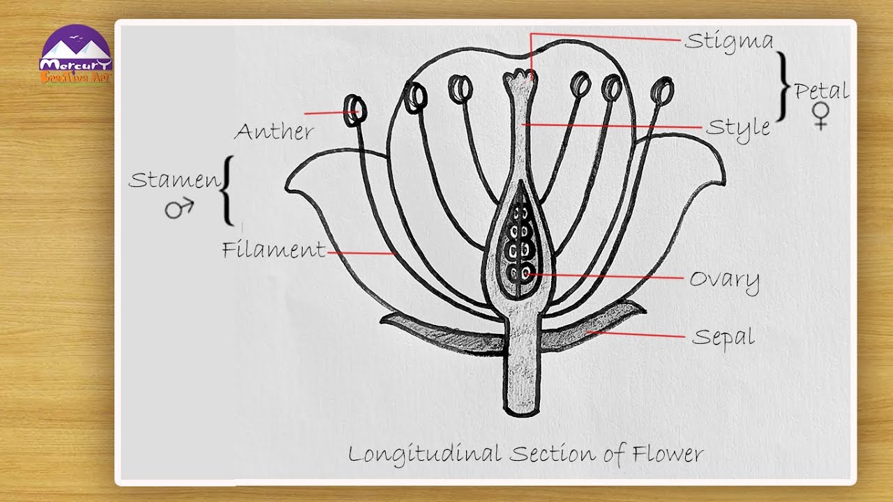 How to draw Longitudinal Section of Flower \ Class 10 - YouTube
