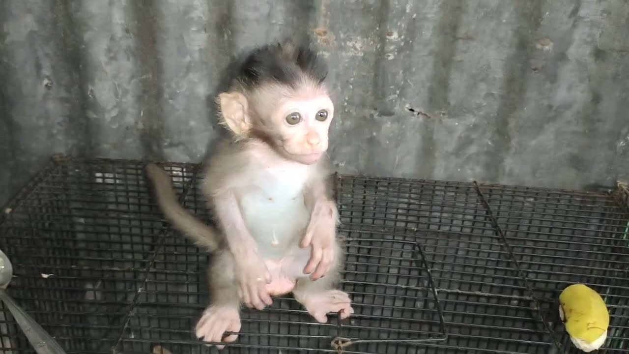 Monkey BuBu makan pisang - YouTube