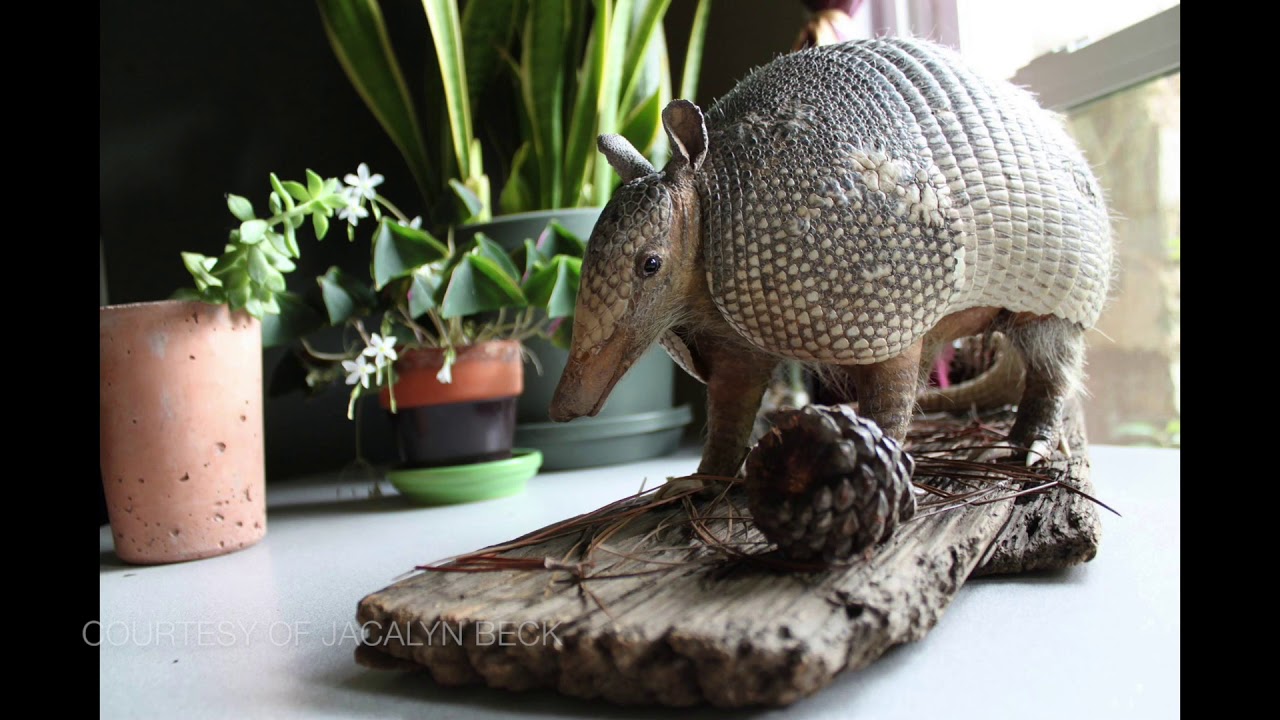 Taxidermy Project: Jacalyn Beck - YouTube