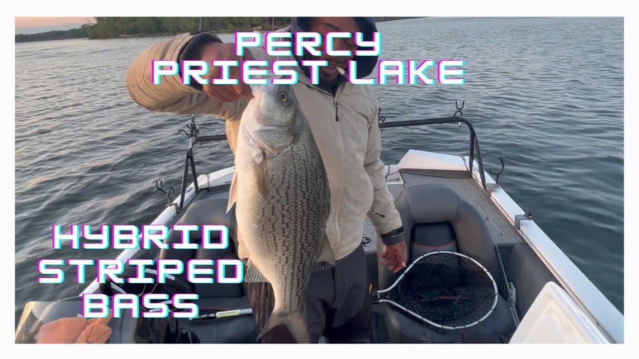 DAY 2 of Catching WIPERS/HYBRIDS on Percy Priest Lake - YouTube