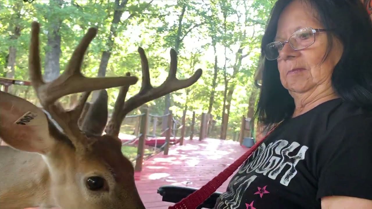 Chris' Therapy Deer Herd! Great For Everybody, September 10th - YouTube