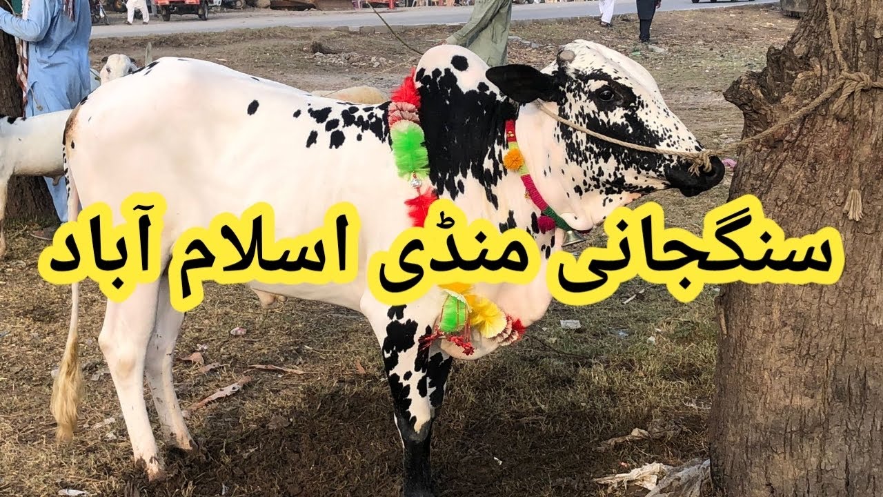 Cow mandi sangjani Islamabad |sangjani mandi 2023 | sangjani mandi ...