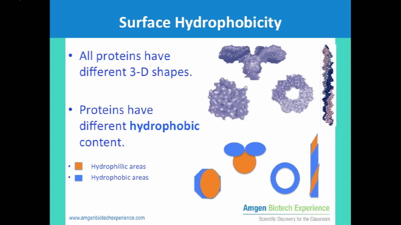 Intro to Hydrophobic Column Chromatography - YouTube