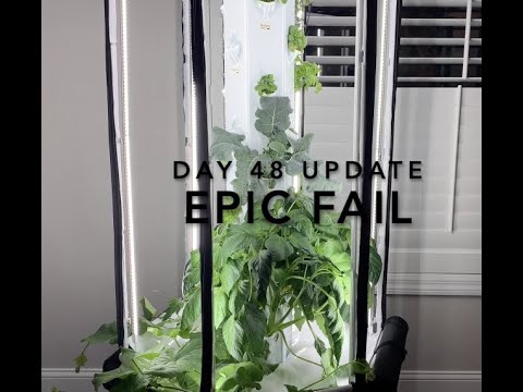 Hydroponic Day 48 Update & Tomatillo Epic Fail - YouTube